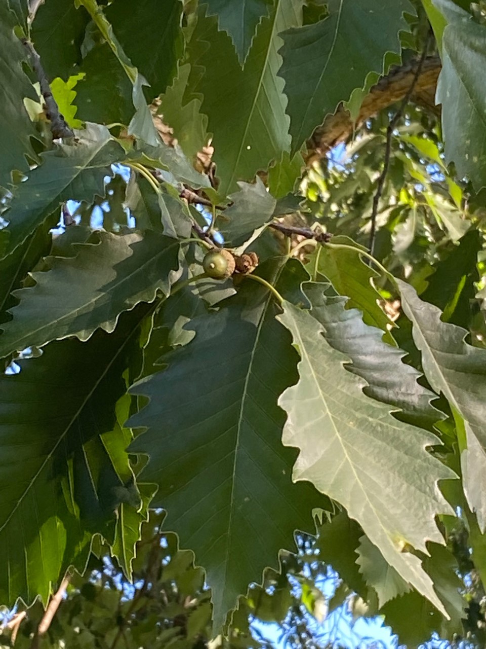 Trees – Jordan's Ohio Plants Website