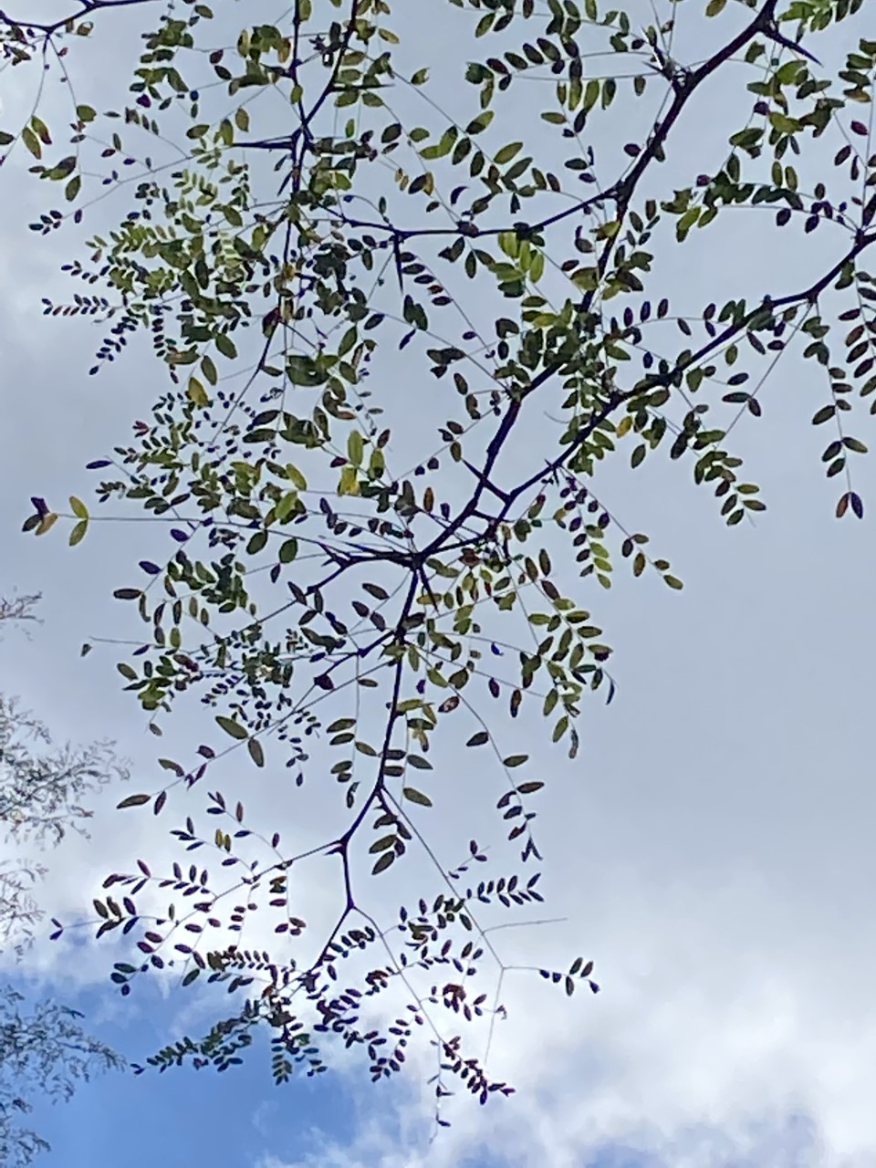 Plants of Deer Haven Park – Jordan's Ohio Plants Website