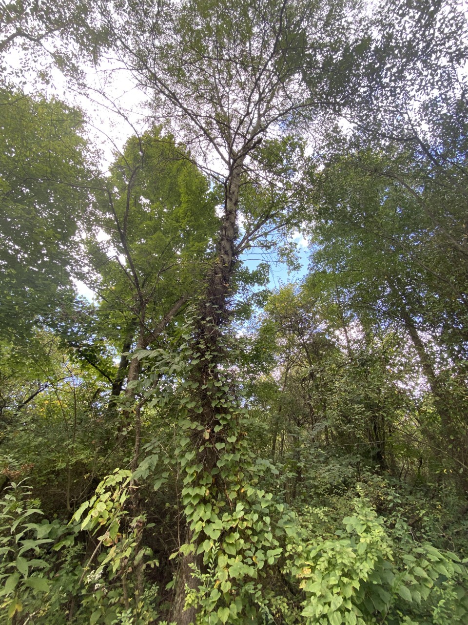 Plants of Deer Haven Park – Jordan's Ohio Plants Website